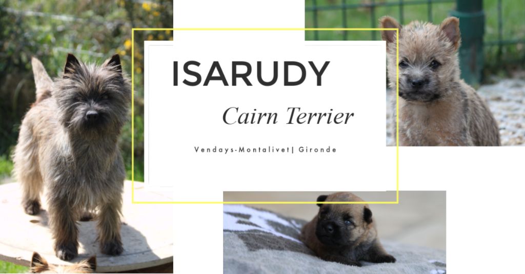 Accueil - Elevage d'Isarudy - eleveur de chiens Cairn Terrier